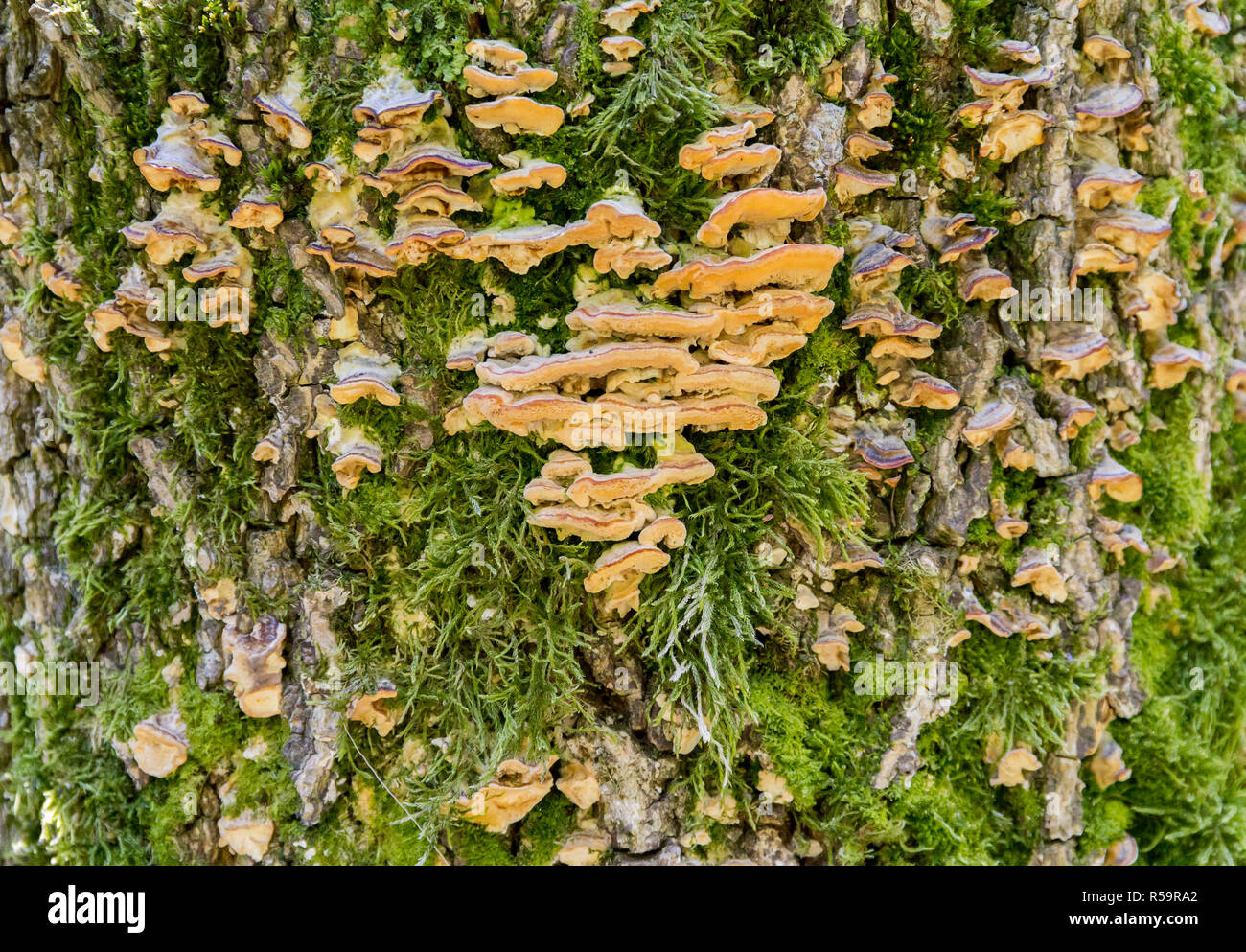 Mushrooms at tree trunk hi-res stock photography and images - Alamy