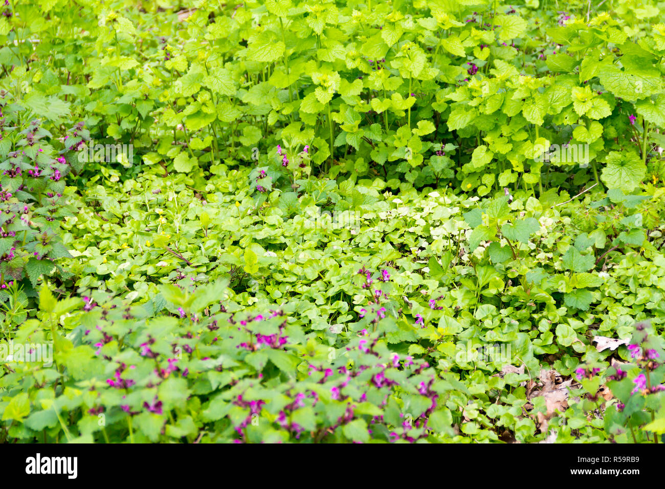 ground cover vegetation Stock Photo - Alamy