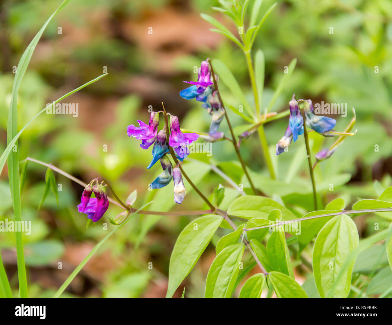 colorful forest flower closeup Stock Photo - Alamy