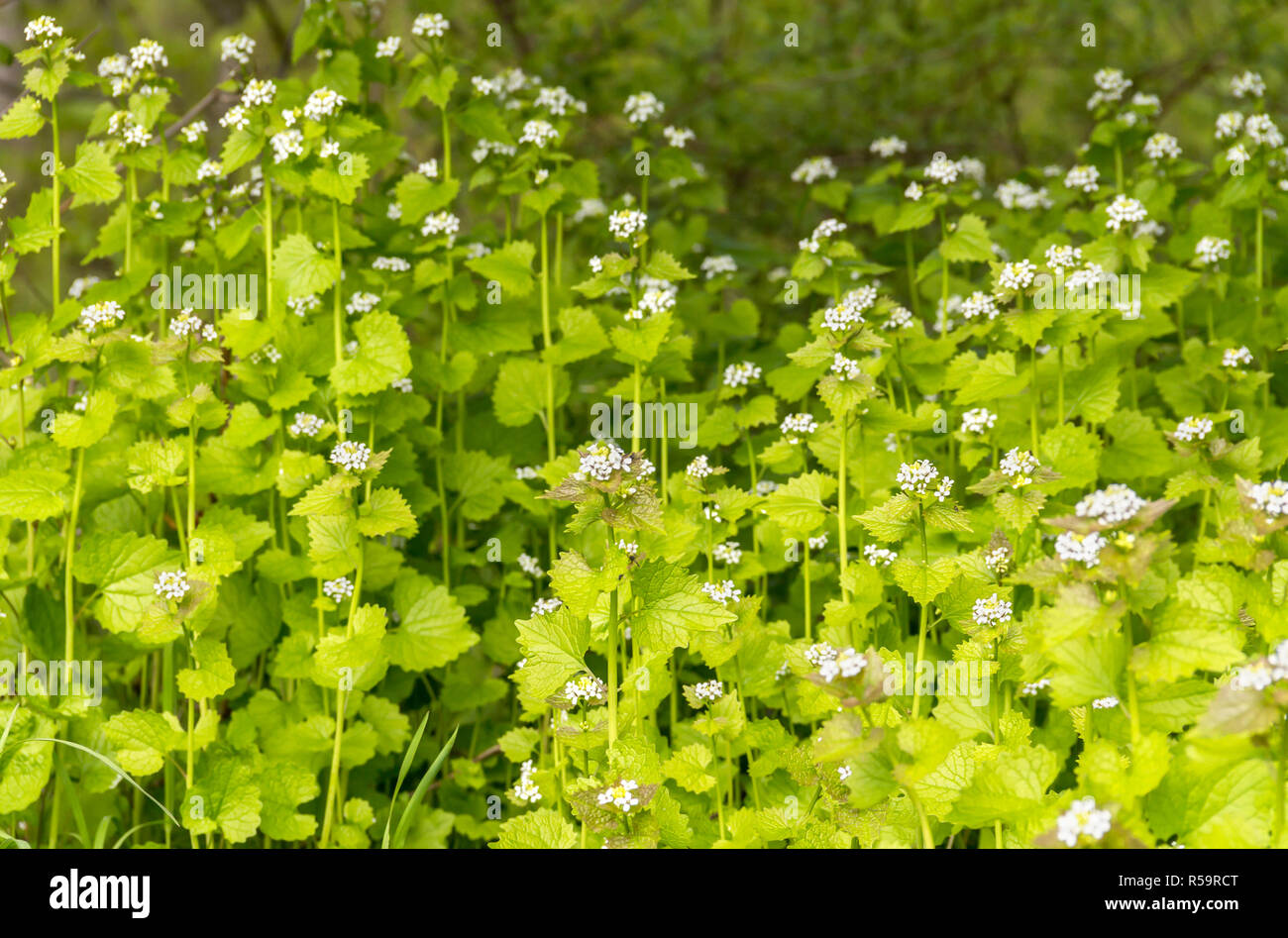 ground cover vegetation Stock Photo - Alamy