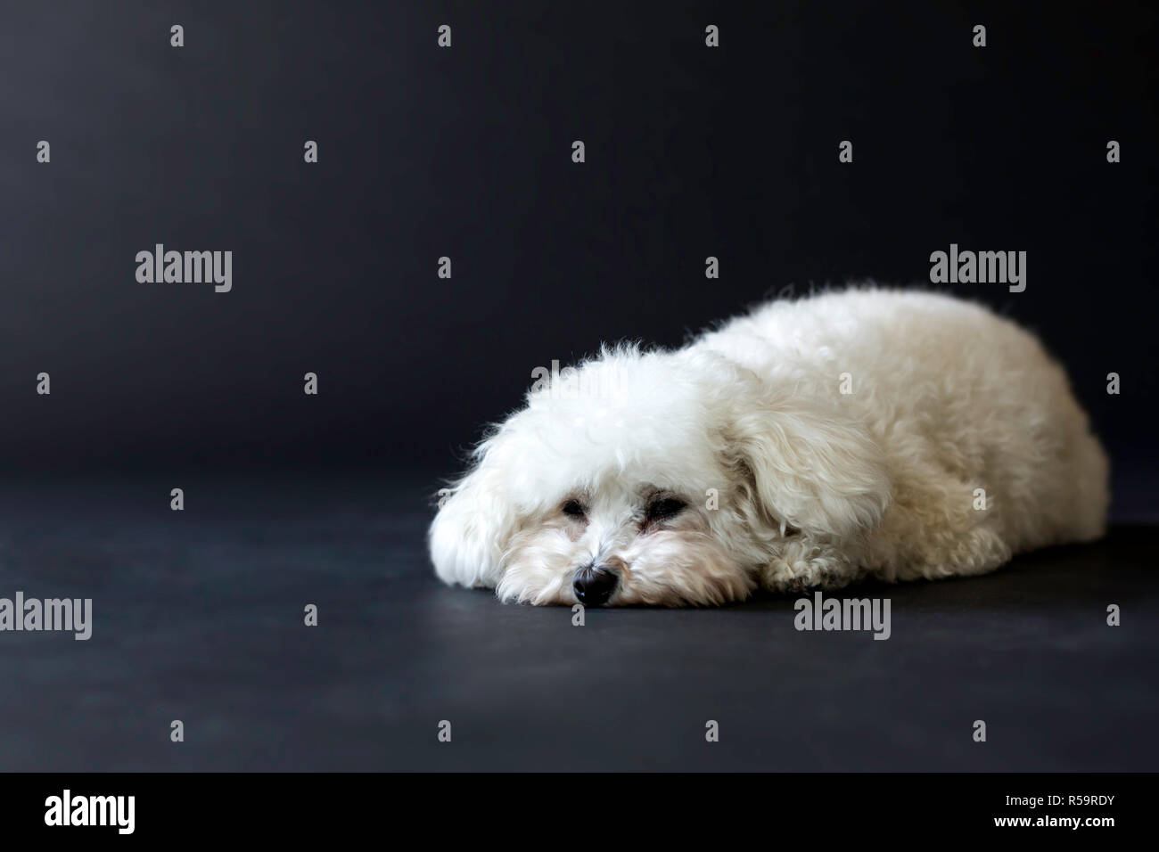 Bichon family hi-res stock photography and images - Alamy