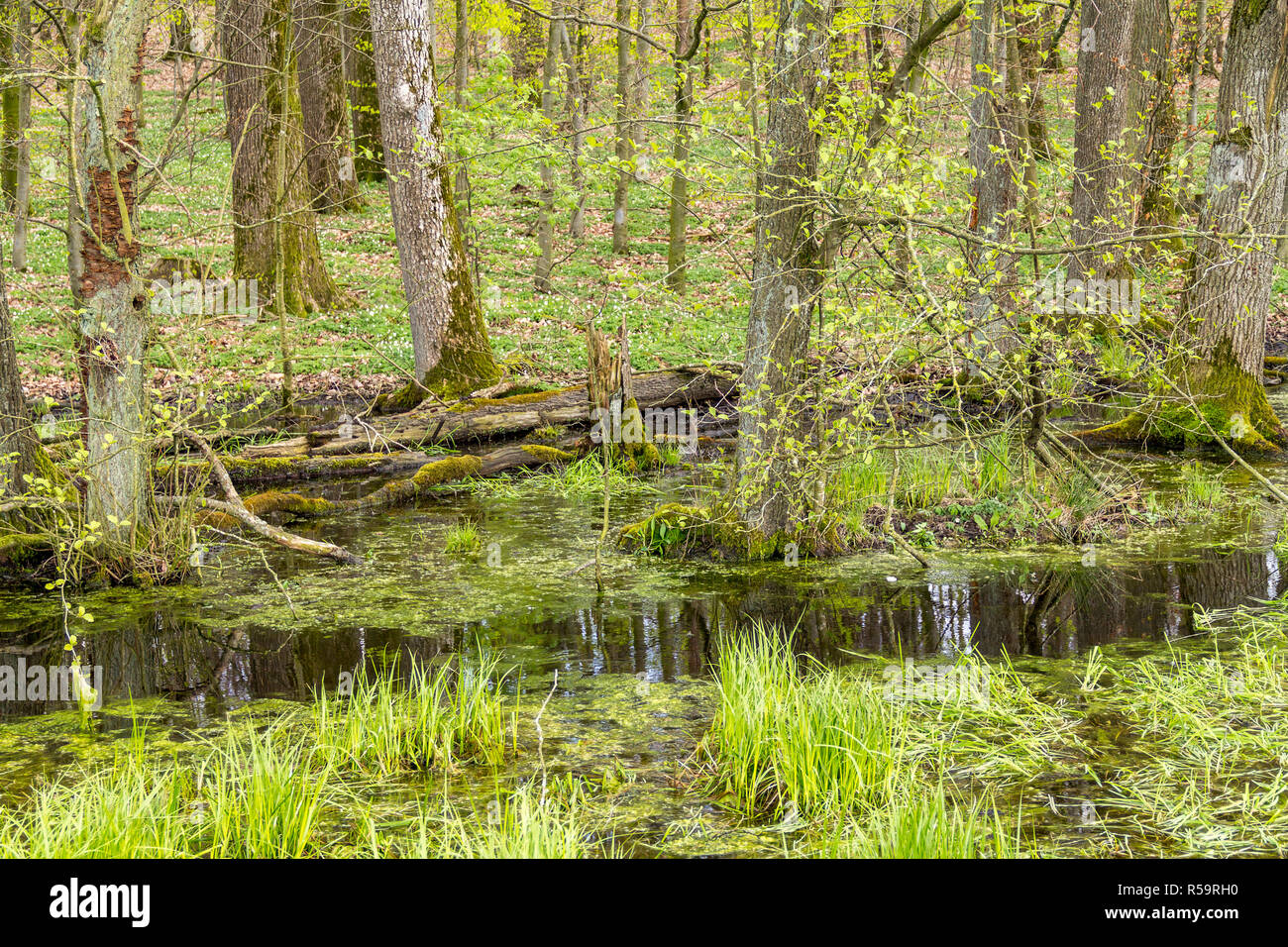 forest with swamp Stock Photo - Alamy