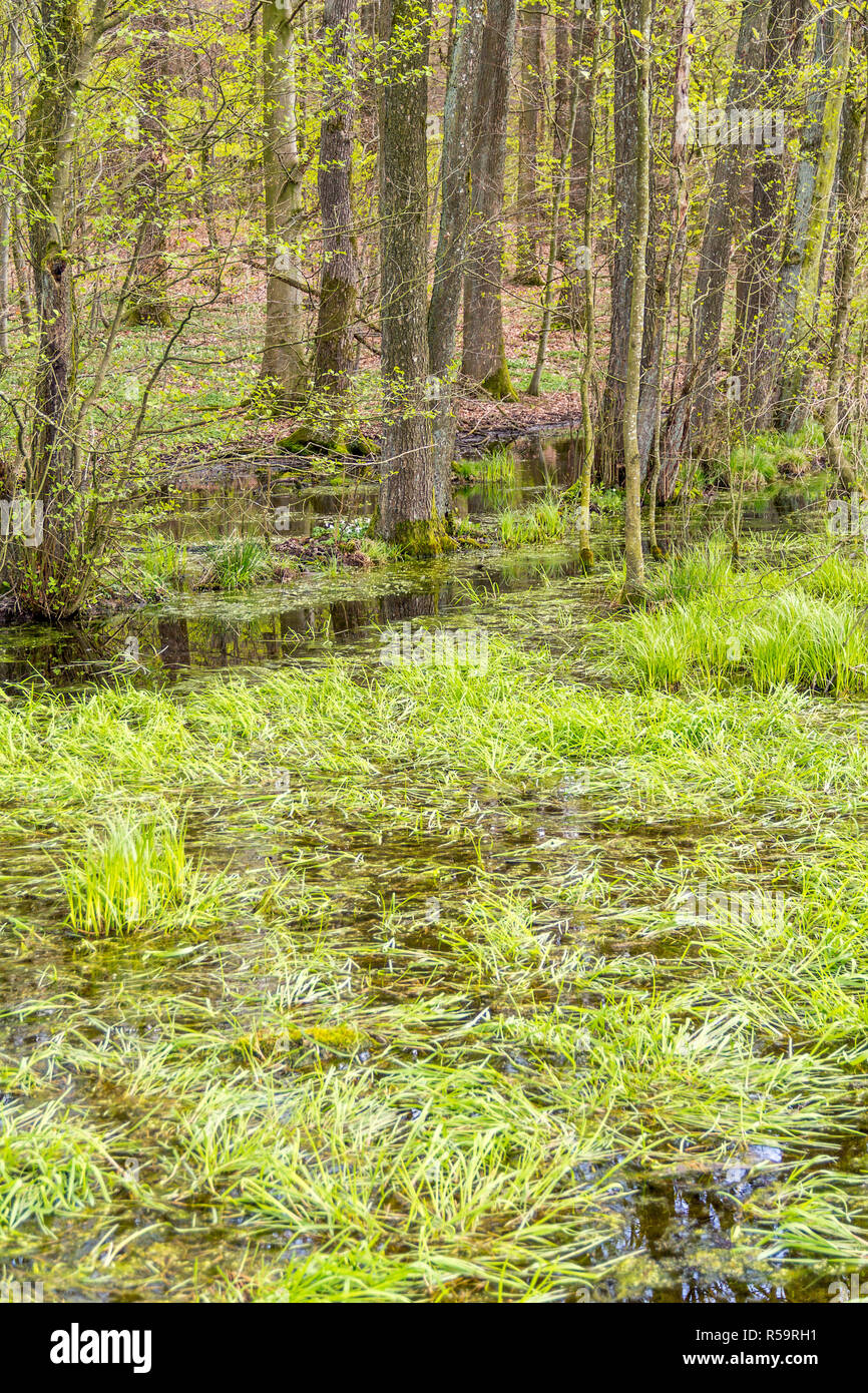 Swamp Moisture High Resolution Stock Photography and Images - Alamy