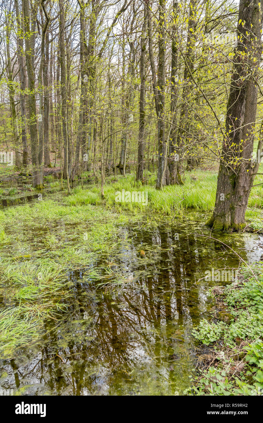 forest with swamp Stock Photo - Alamy
