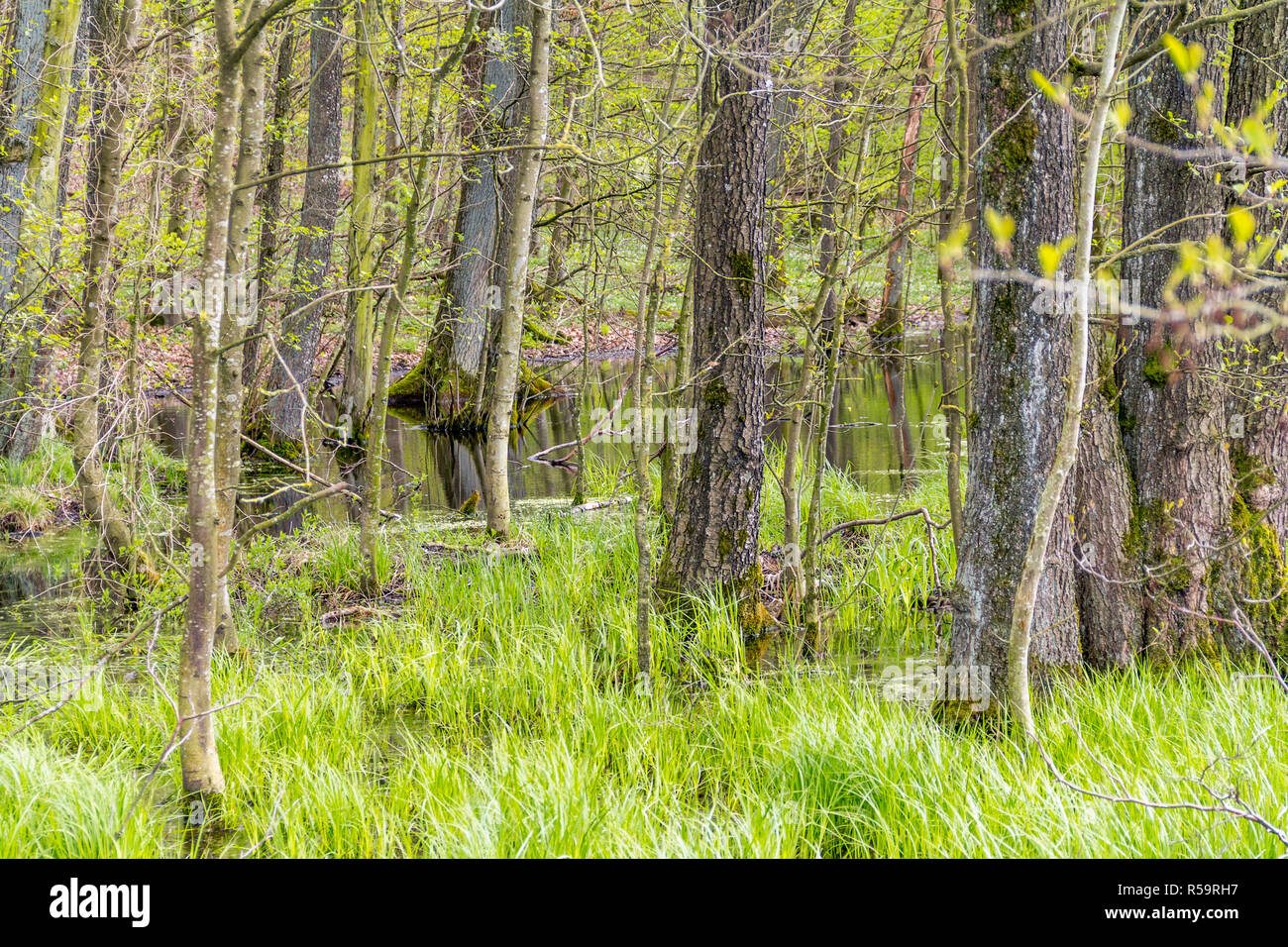 forest with swamp Stock Photo - Alamy