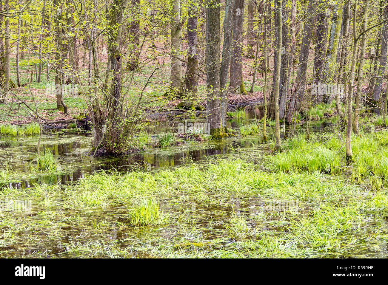 forest with swamp Stock Photo - Alamy