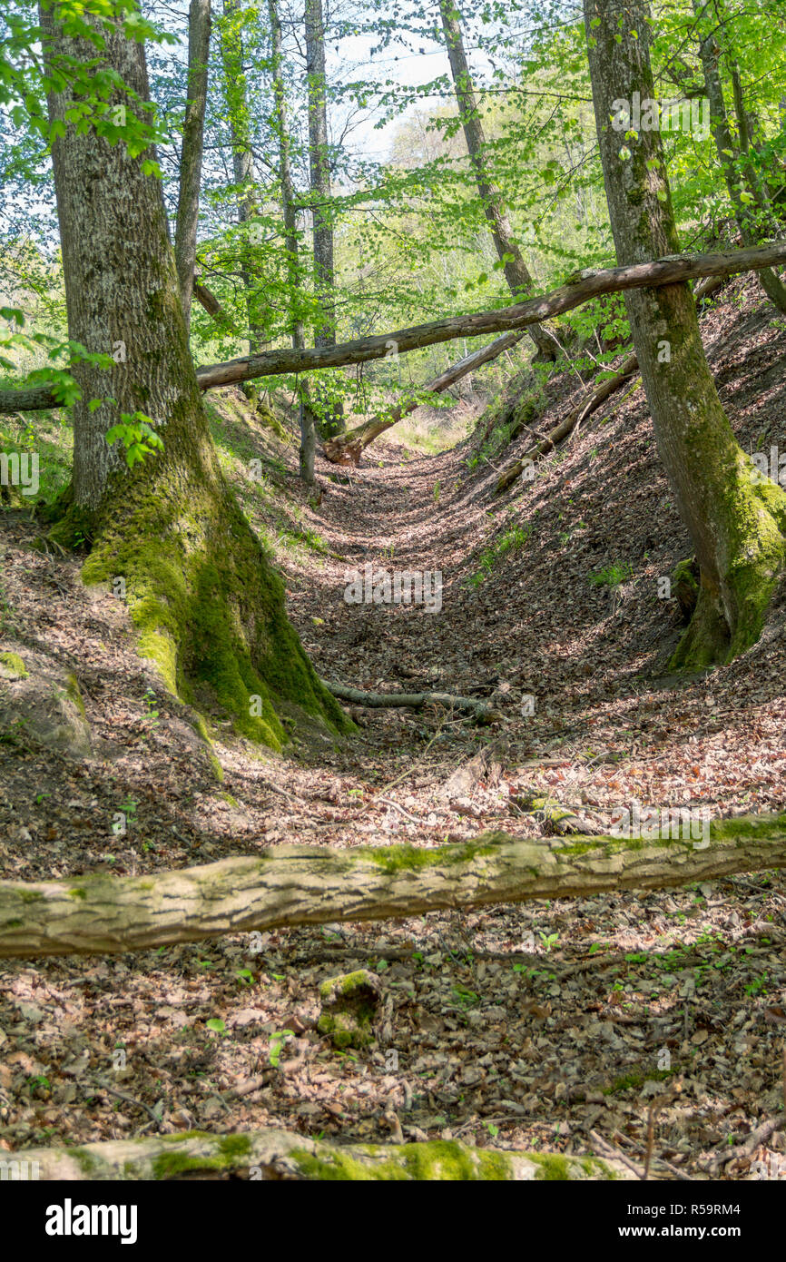 sunny forest scenery Stock Photo - Alamy