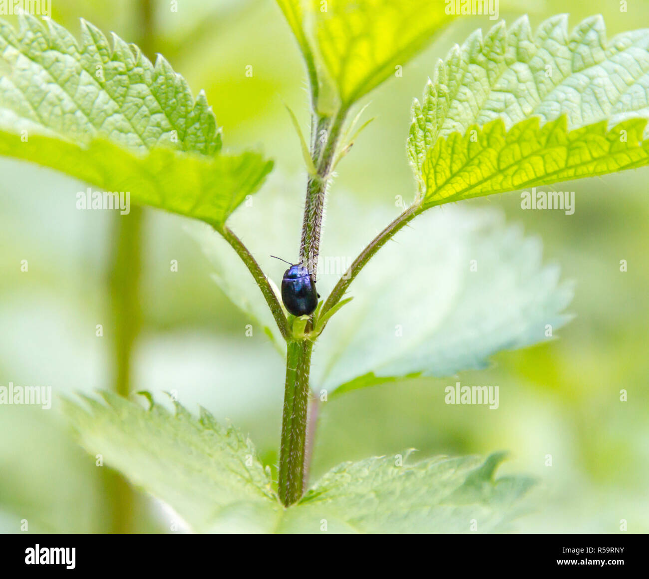 Blue alder leaf beetle hi-res stock photography and images - Alamy