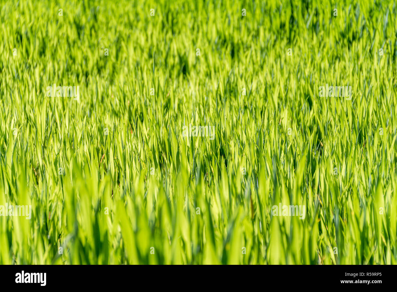 sunny illuminated grass Stock Photo - Alamy