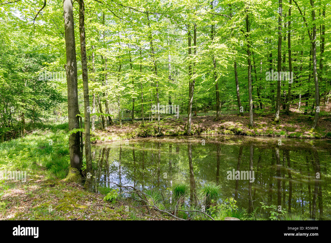 Reflective camouflage hi-res stock photography and images - Alamy