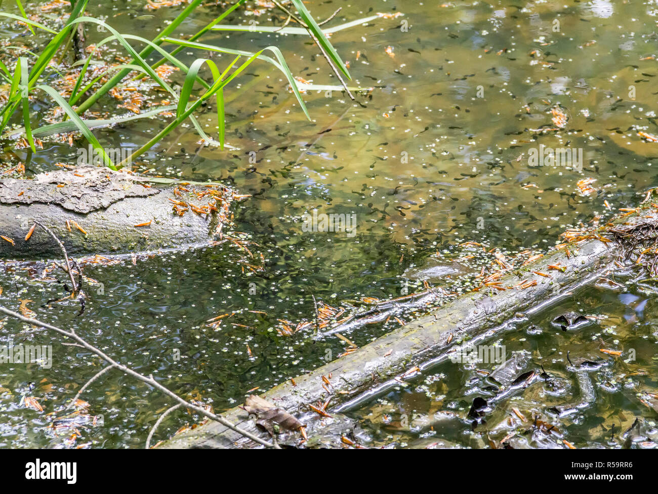 lots of tadpoles Stock Photo - Alamy
