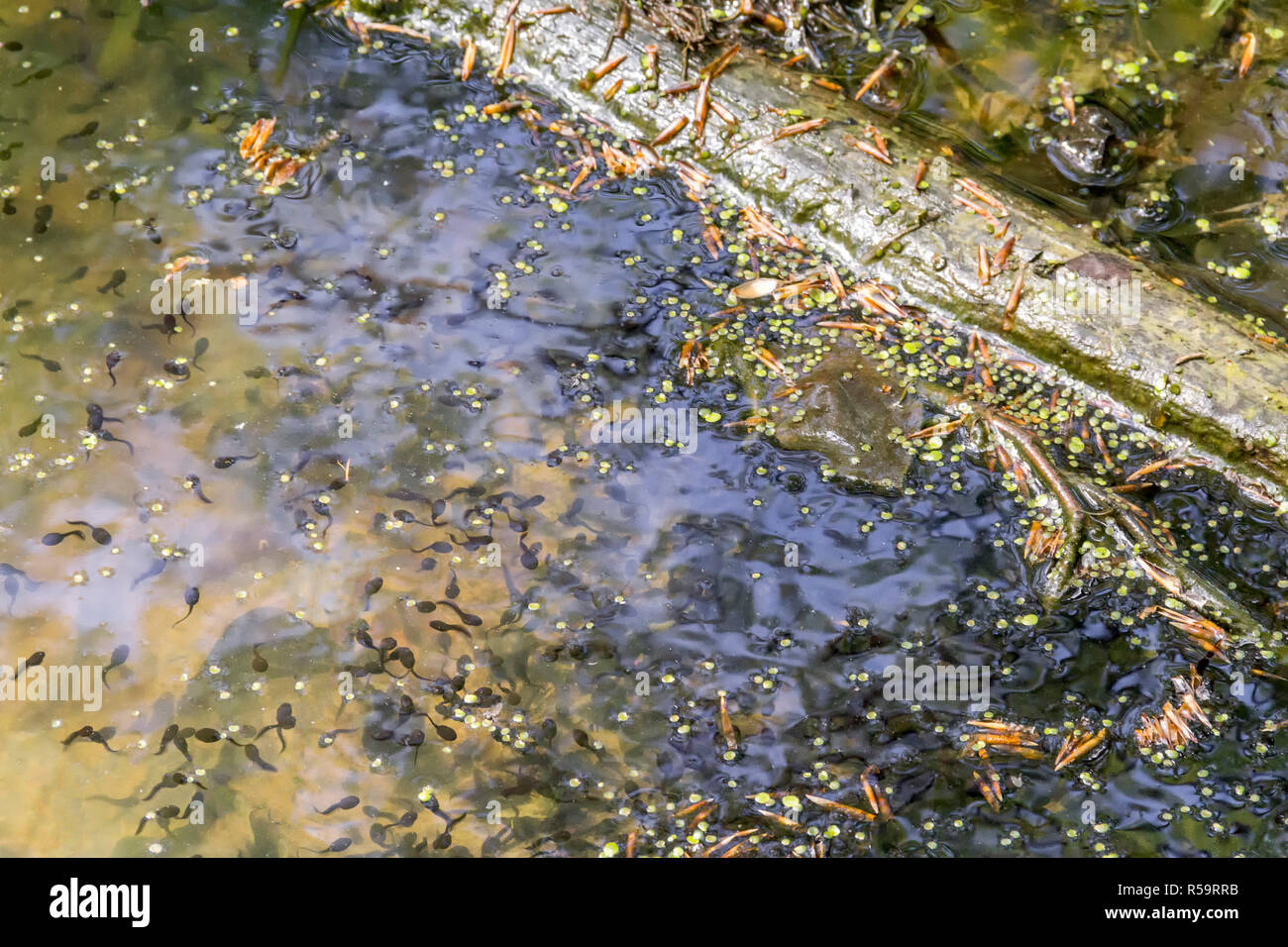 Swarm of tadpoles hi-res stock photography and images - Alamy