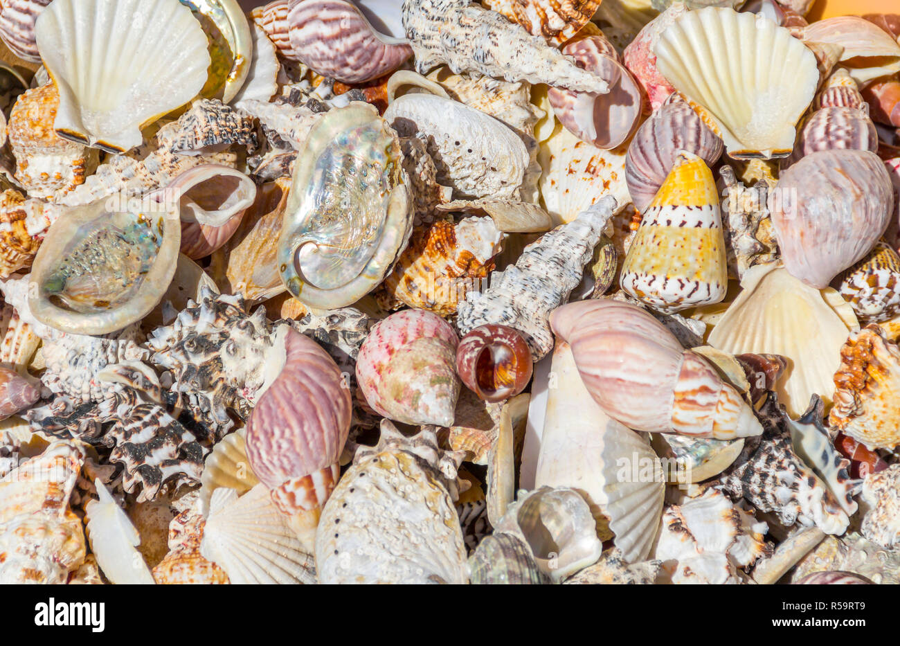 Mixture of seashells hi-res stock photography and images - Alamy