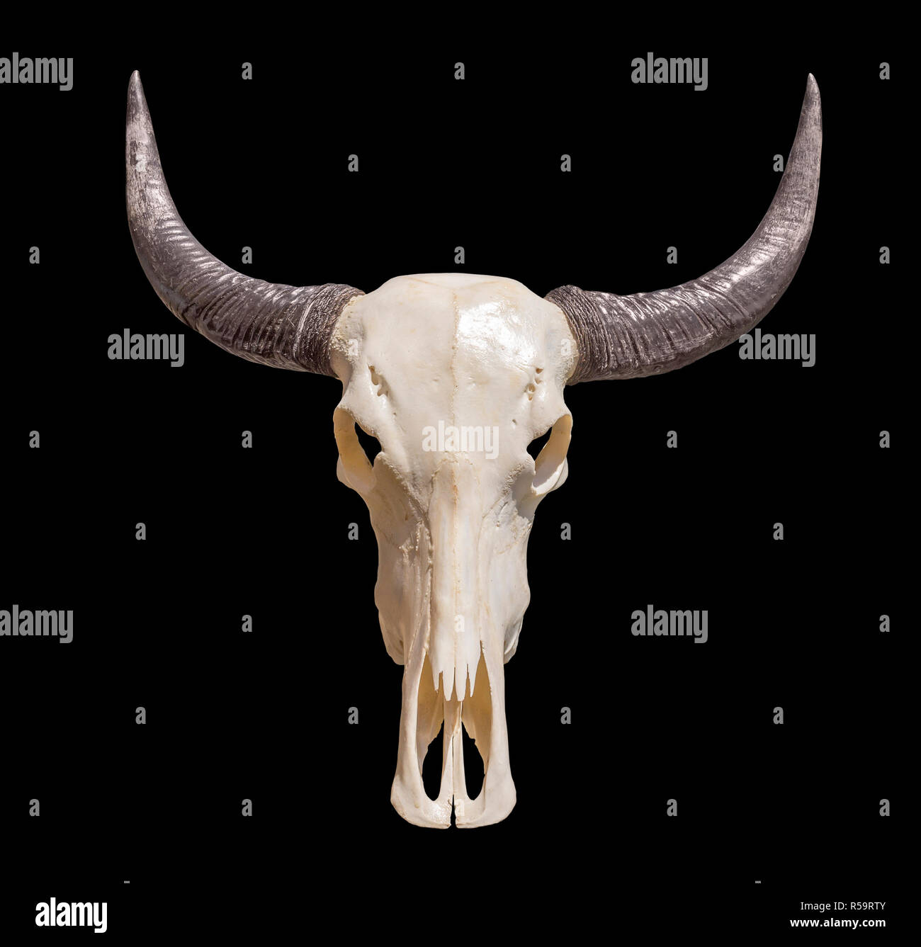 Horned bull skull hi-res stock photography and images - Alamy