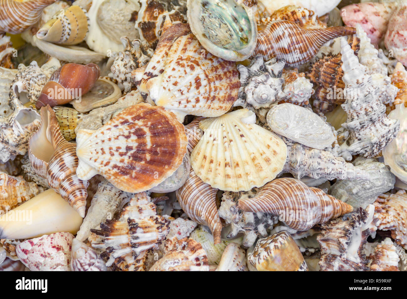 Herzmuschelschale hi-res stock photography and images - Alamy