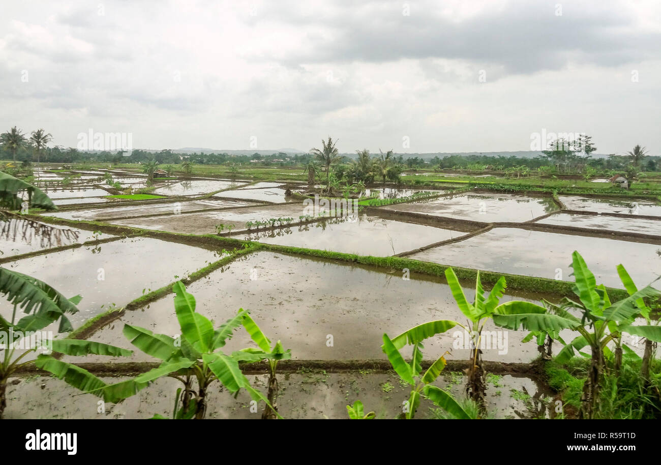paddy in java Stock Photo - Alamy
