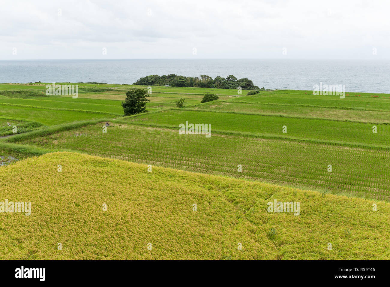 Rice field and seaside Stock Photo - Alamy