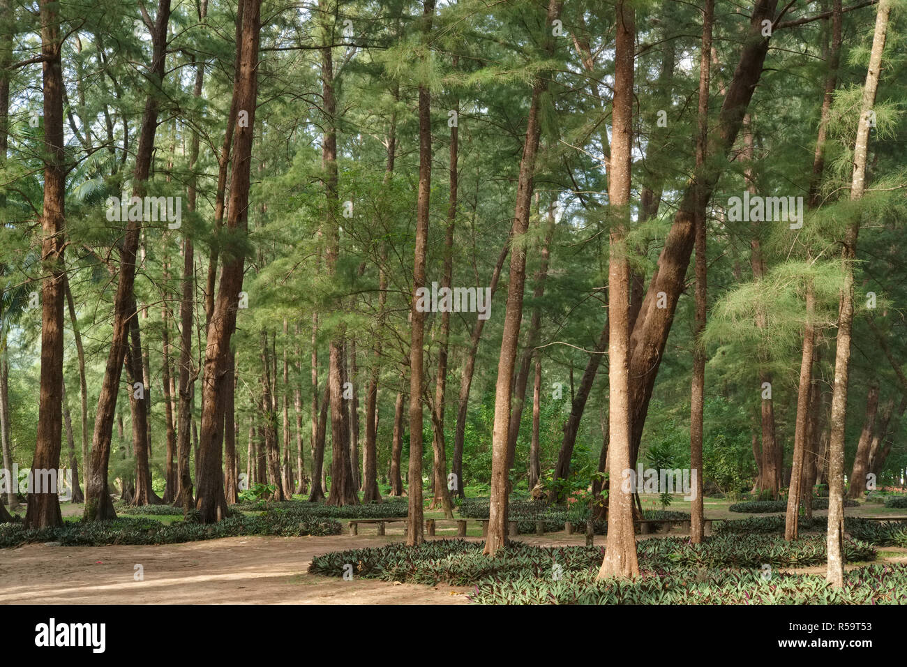 The fir forest in Nai Yang National Marine Park in Nai Yang, Phuket ...