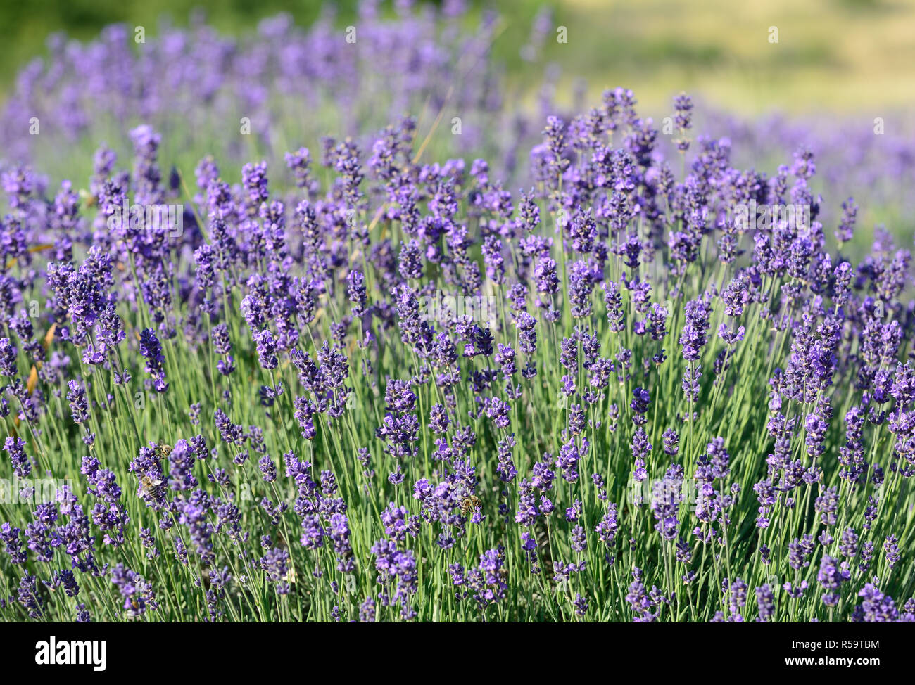 Levander flower hi-res stock photography and images - Alamy