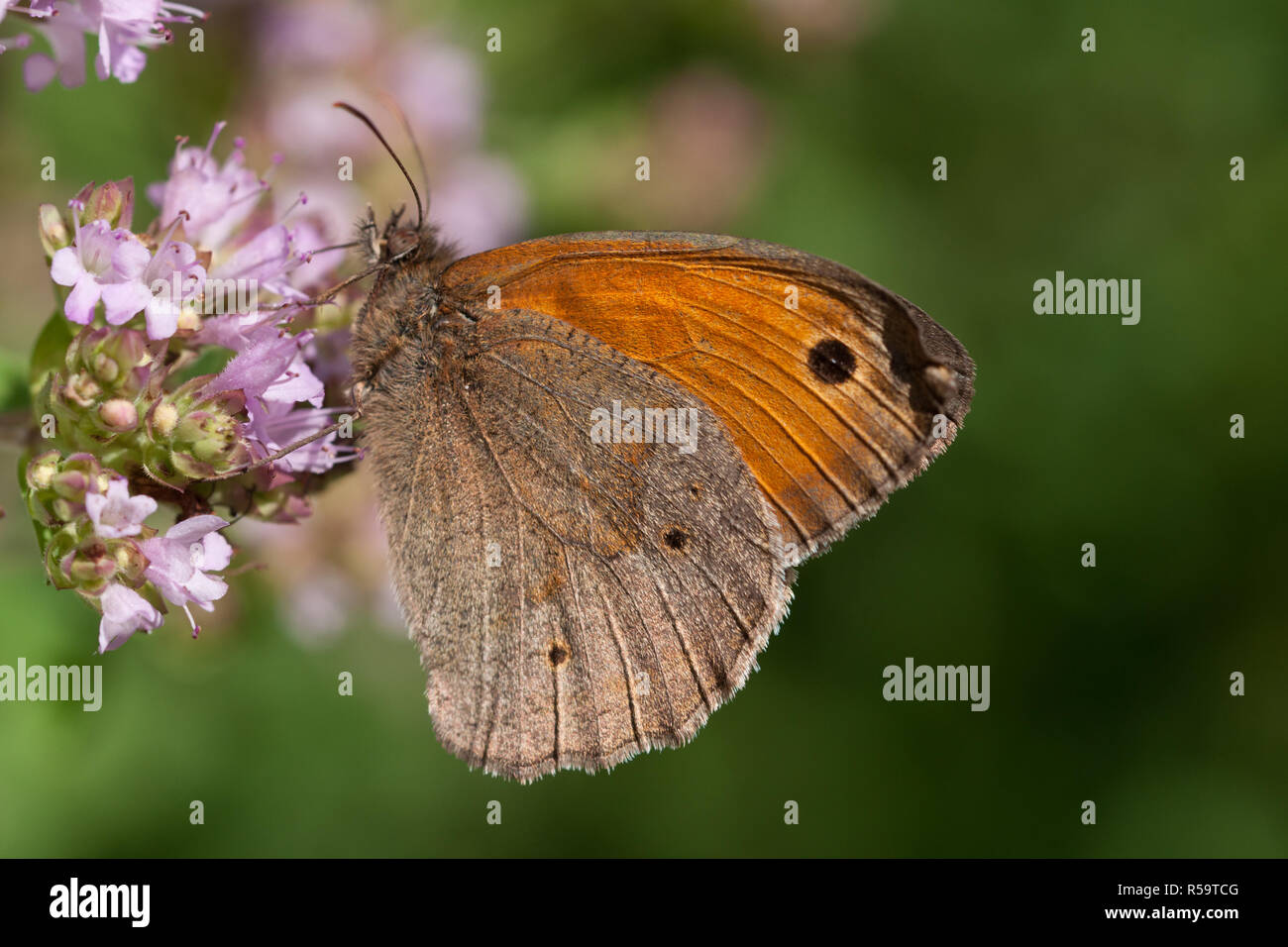 Big ox eye hi-res stock photography and images - Alamy