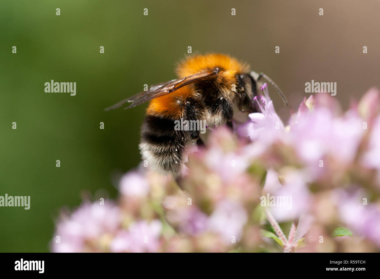 Worker bumblebee hi-res stock photography and images - Alamy