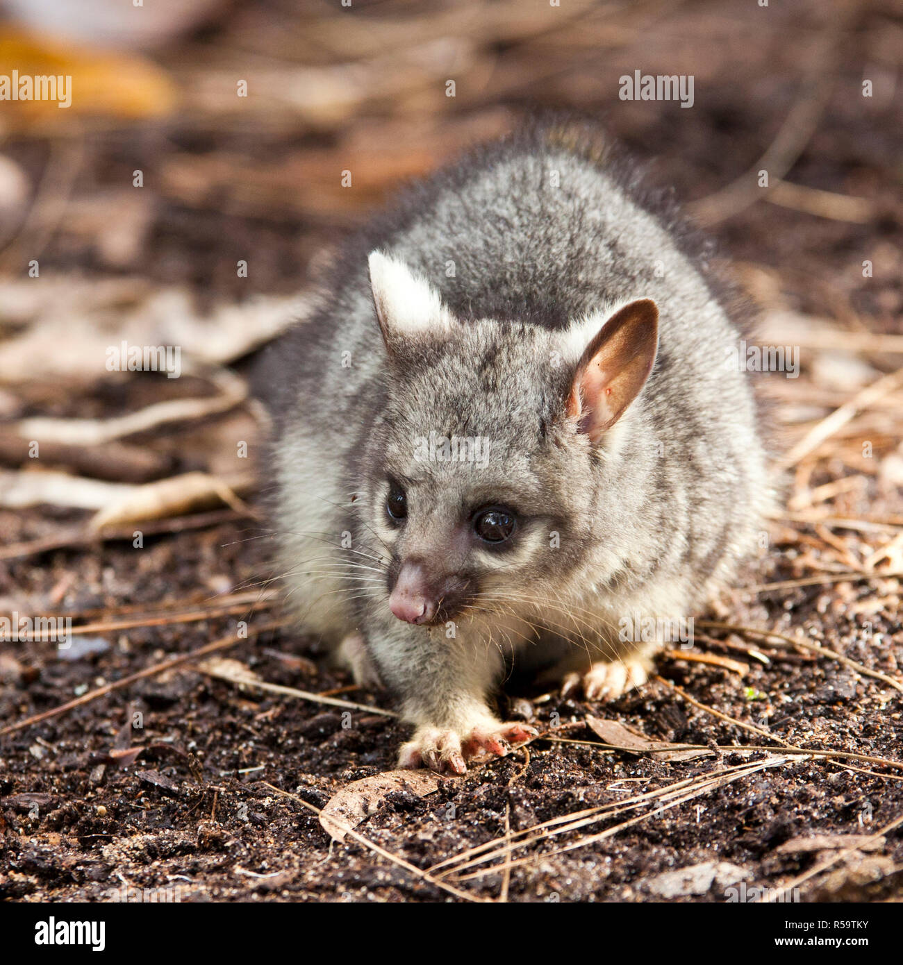 Common brush tail possum hi-res stock photography and images - Alamy