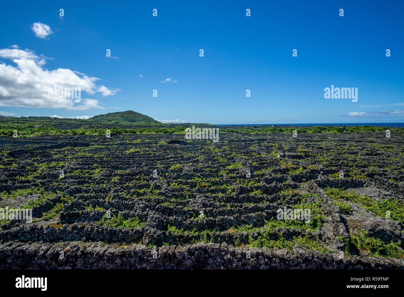 Pico azores vineyard hi-res stock photography and images - Alamy