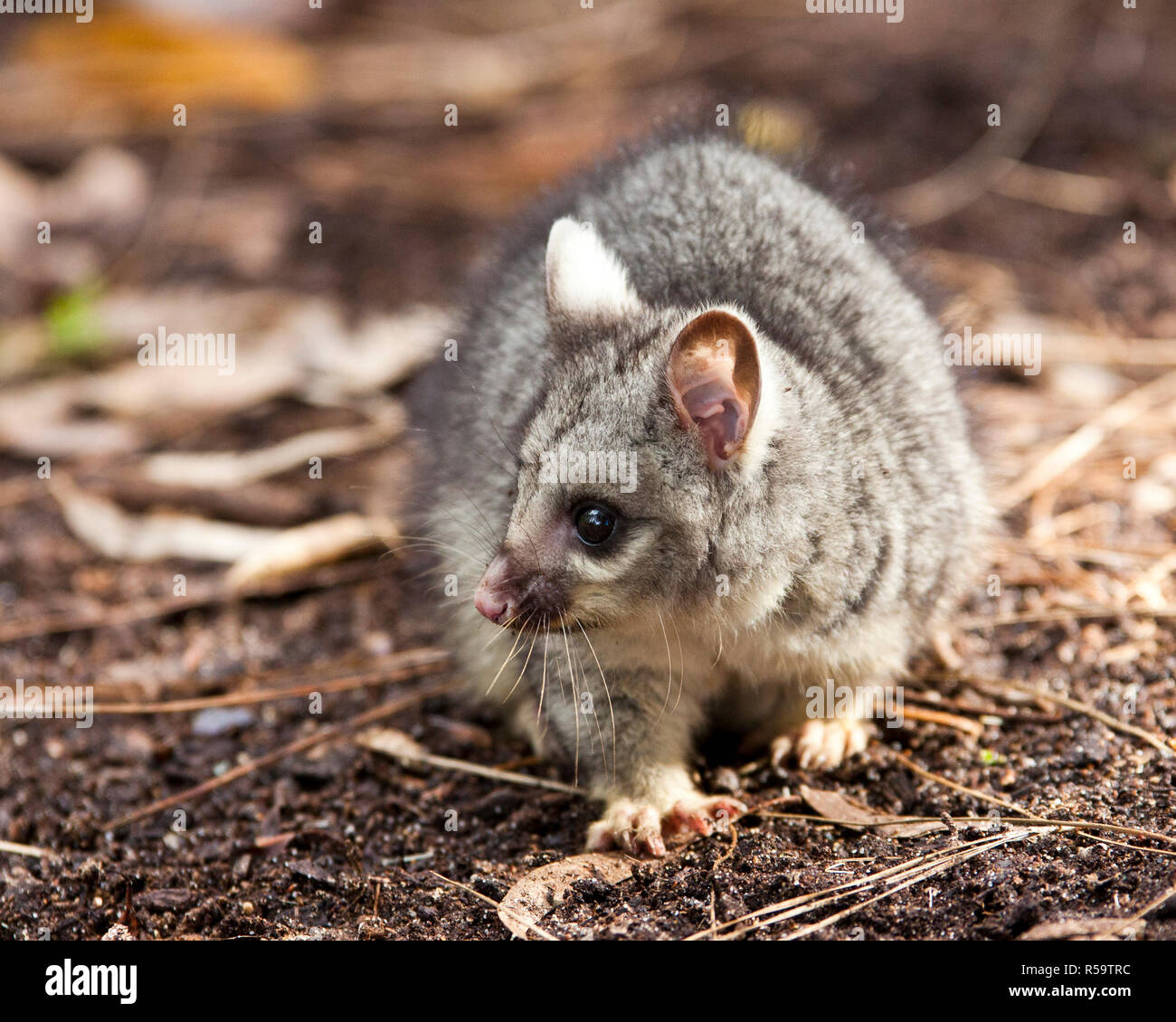 Australian possum hi-res stock photography and images - Alamy