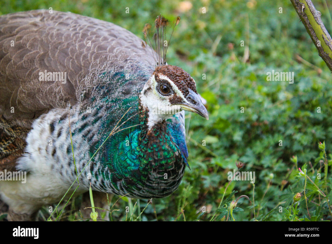 Female peacocks walking Stock Photo - Alamy