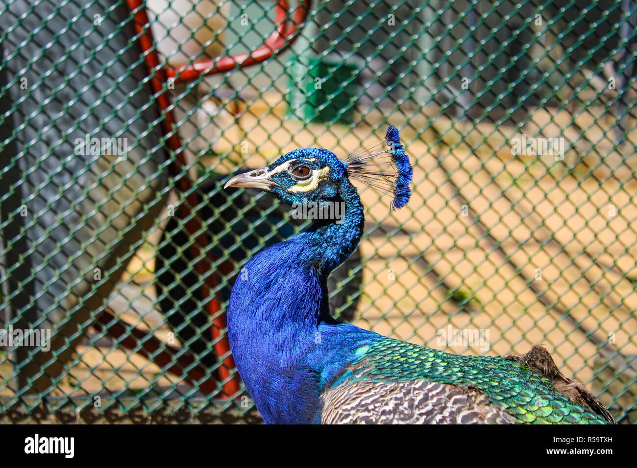 Peacock feet hi-res stock photography and images - Alamy