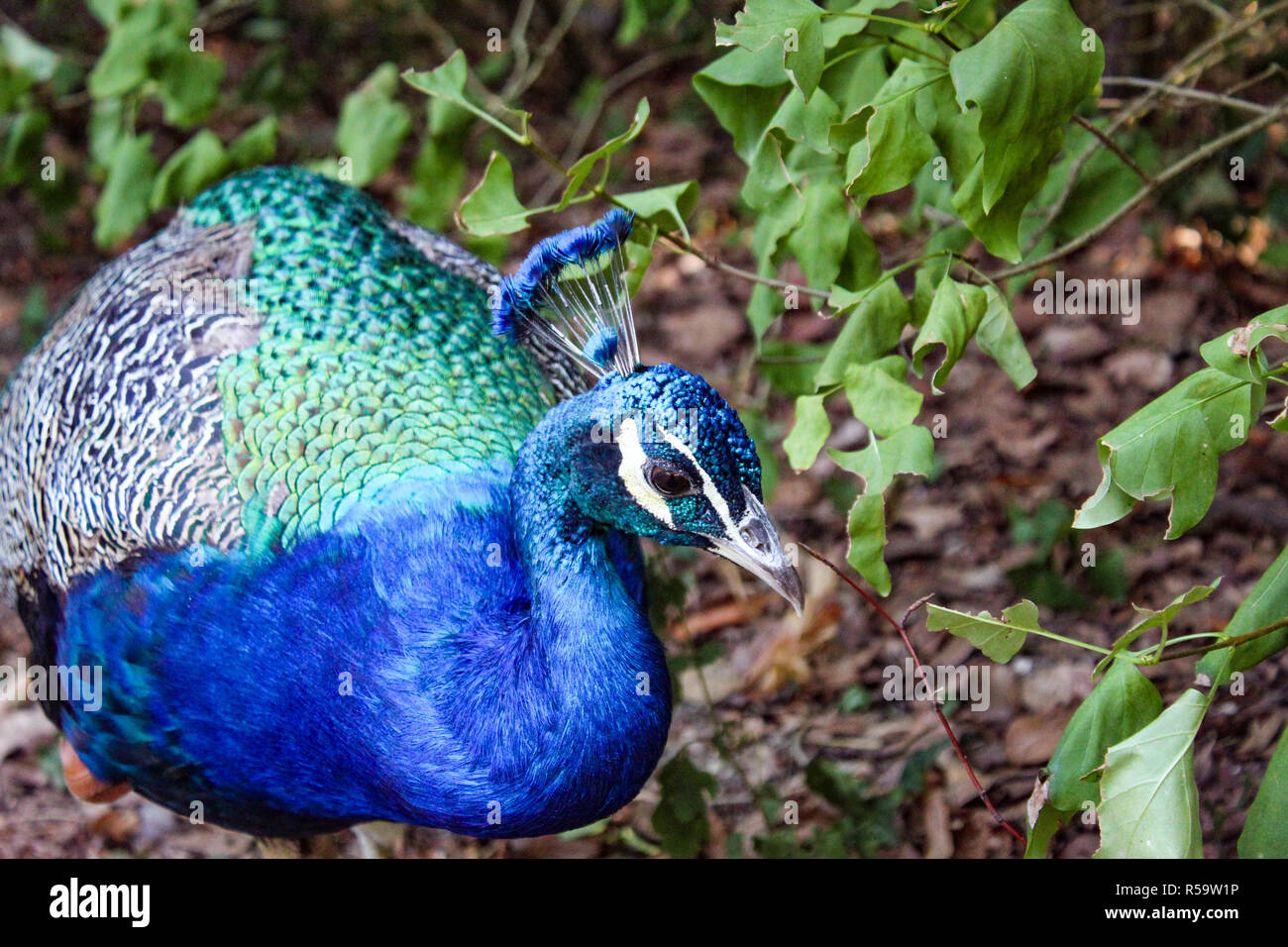 Peacock feet hi-res stock photography and images - Alamy