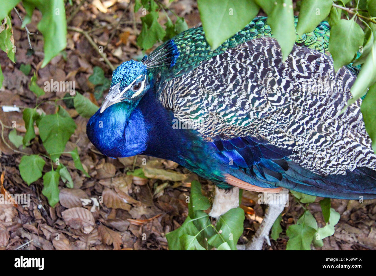 Peacock feet hi-res stock photography and images - Alamy
