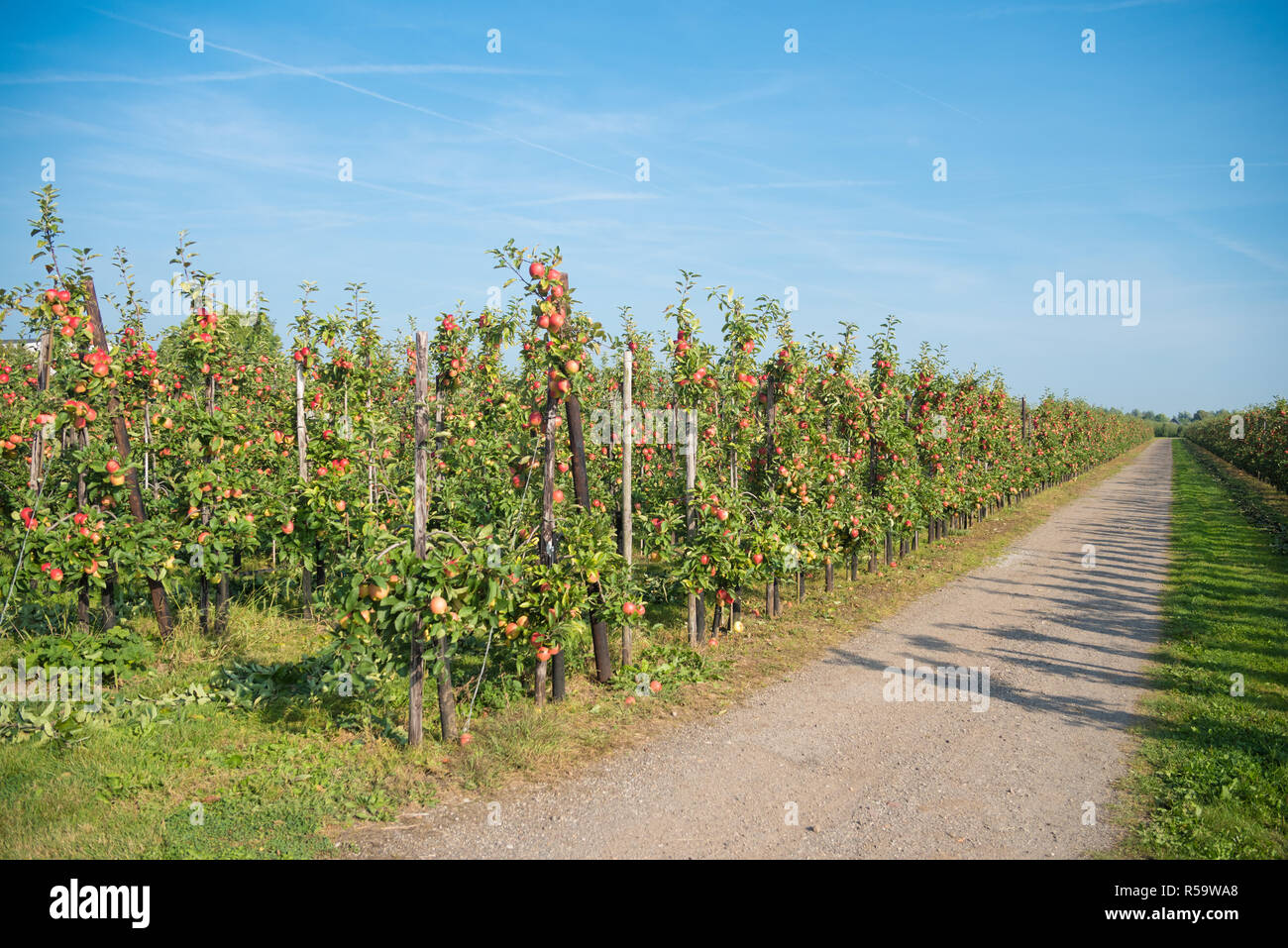 apple orchard before harvesting Stock Photo - Alamy