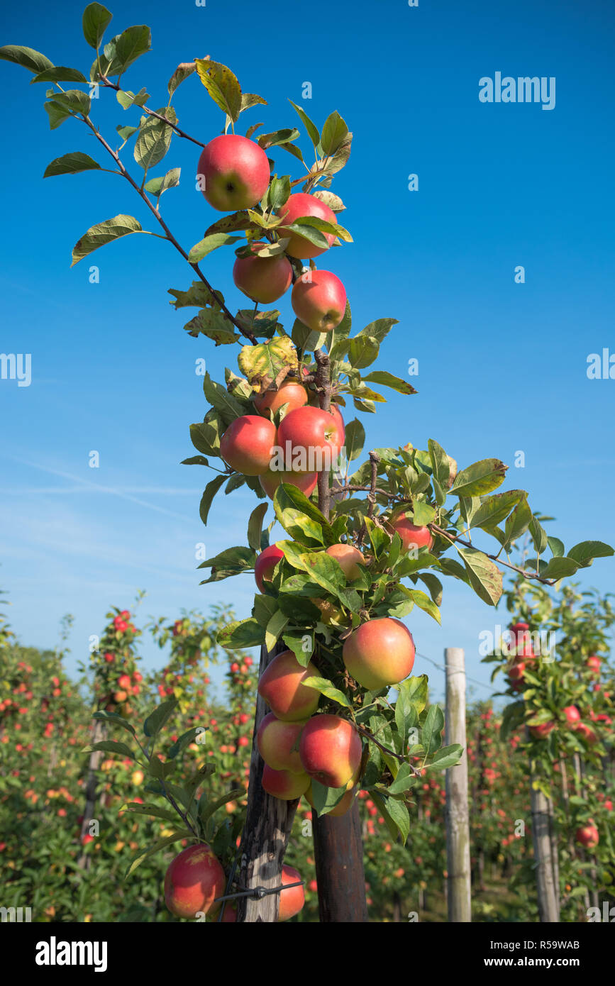 Plant before profit hi-res stock photography and images - Alamy