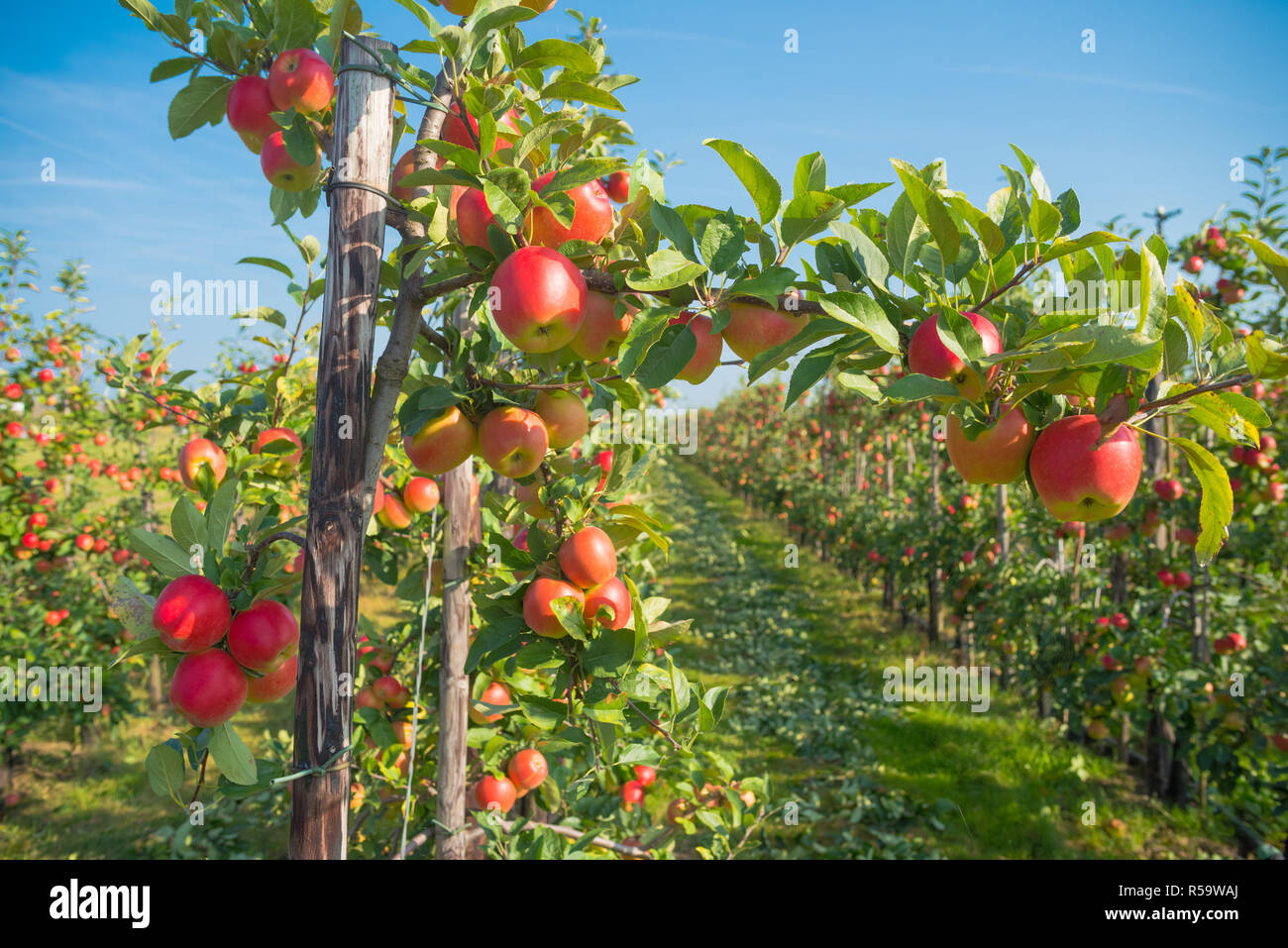 apple orchard before harvesting Stock Photo - Alamy