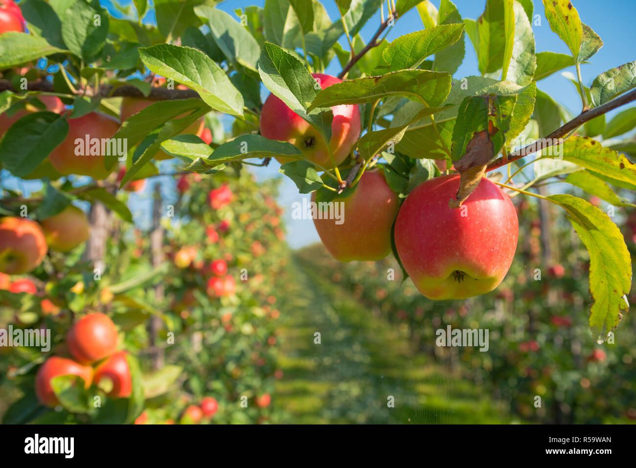 Plant before profit hi-res stock photography and images - Alamy