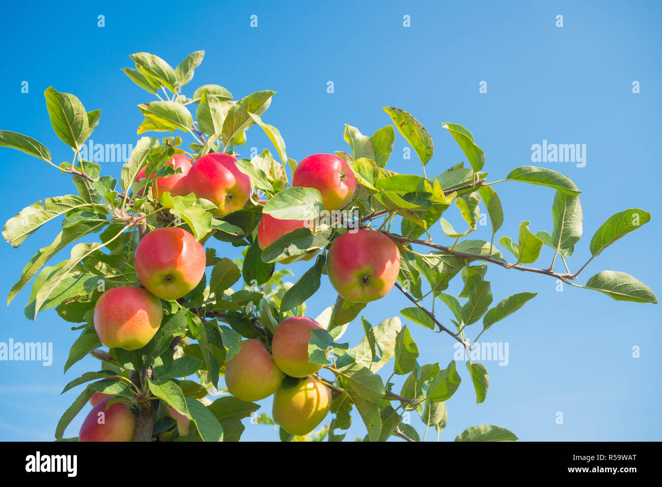 Plant before profit hi-res stock photography and images - Alamy