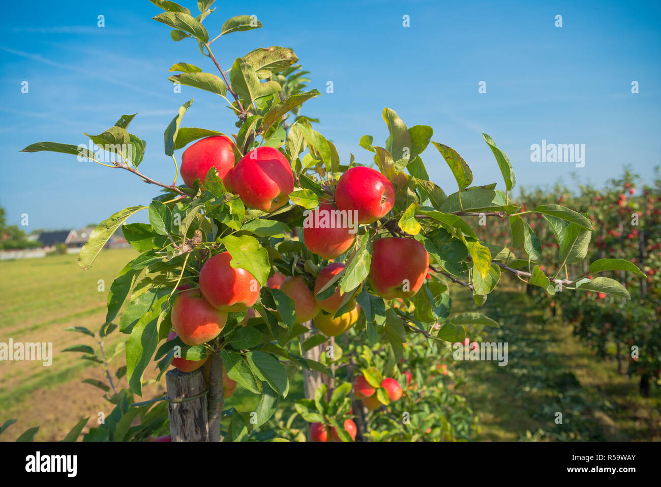 apple orchard before harvesting Stock Photo - Alamy