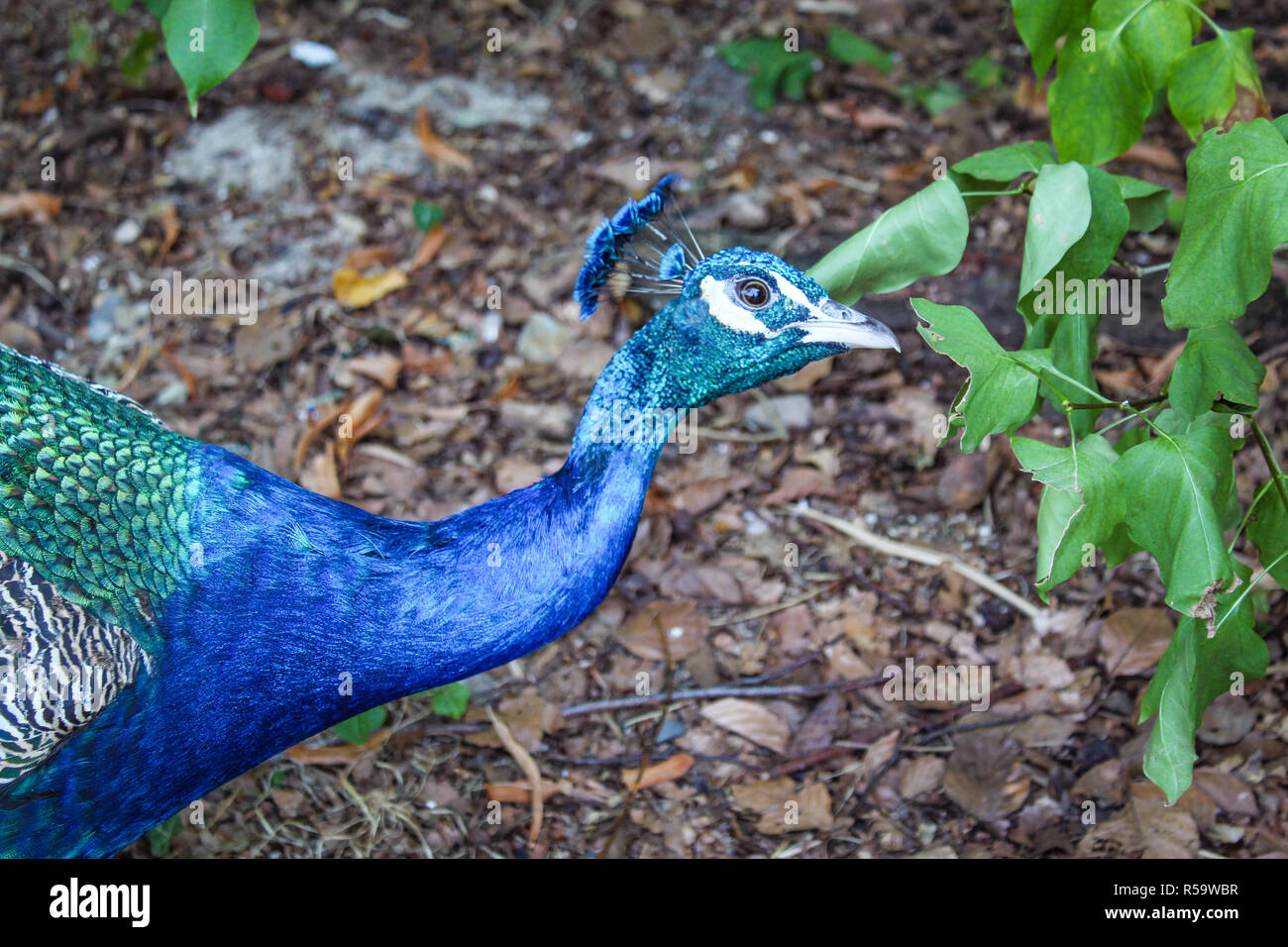 Blue peacock portrait Stock Photo - Alamy