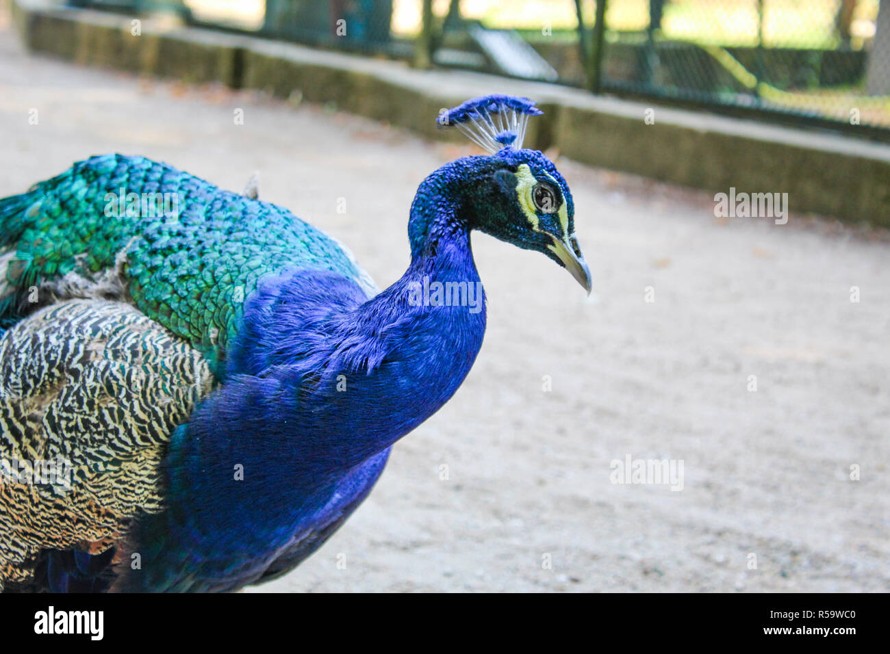 Peacock Feet High Resolution Stock Photography and Images - Alamy