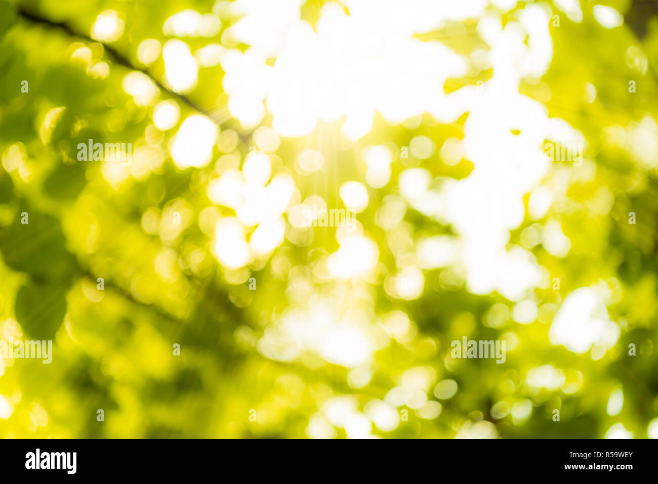Summer nature and sun rays background Stock Photo - Alamy