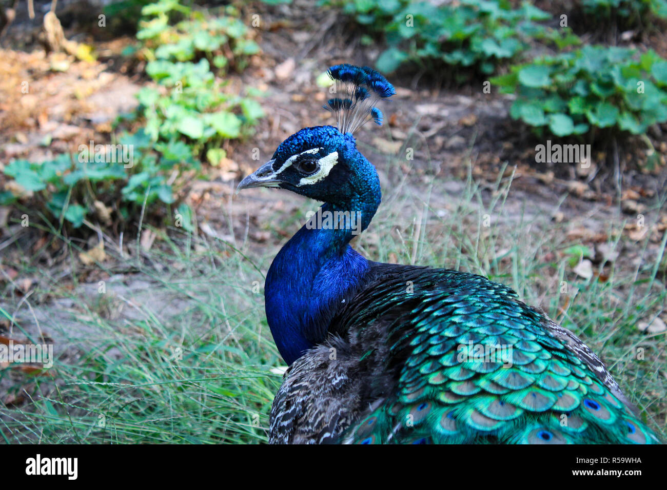 Blue peacock portrait Stock Photo - Alamy