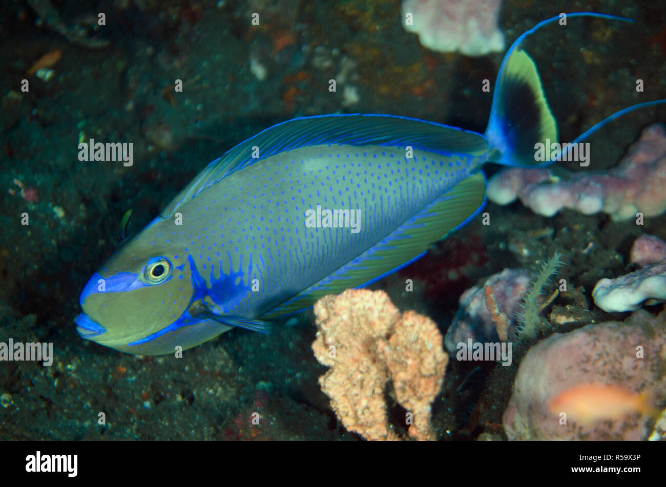 Bignose Unicornfish, Naso vlamingii, Segara dive site, Seraya, Bali ...