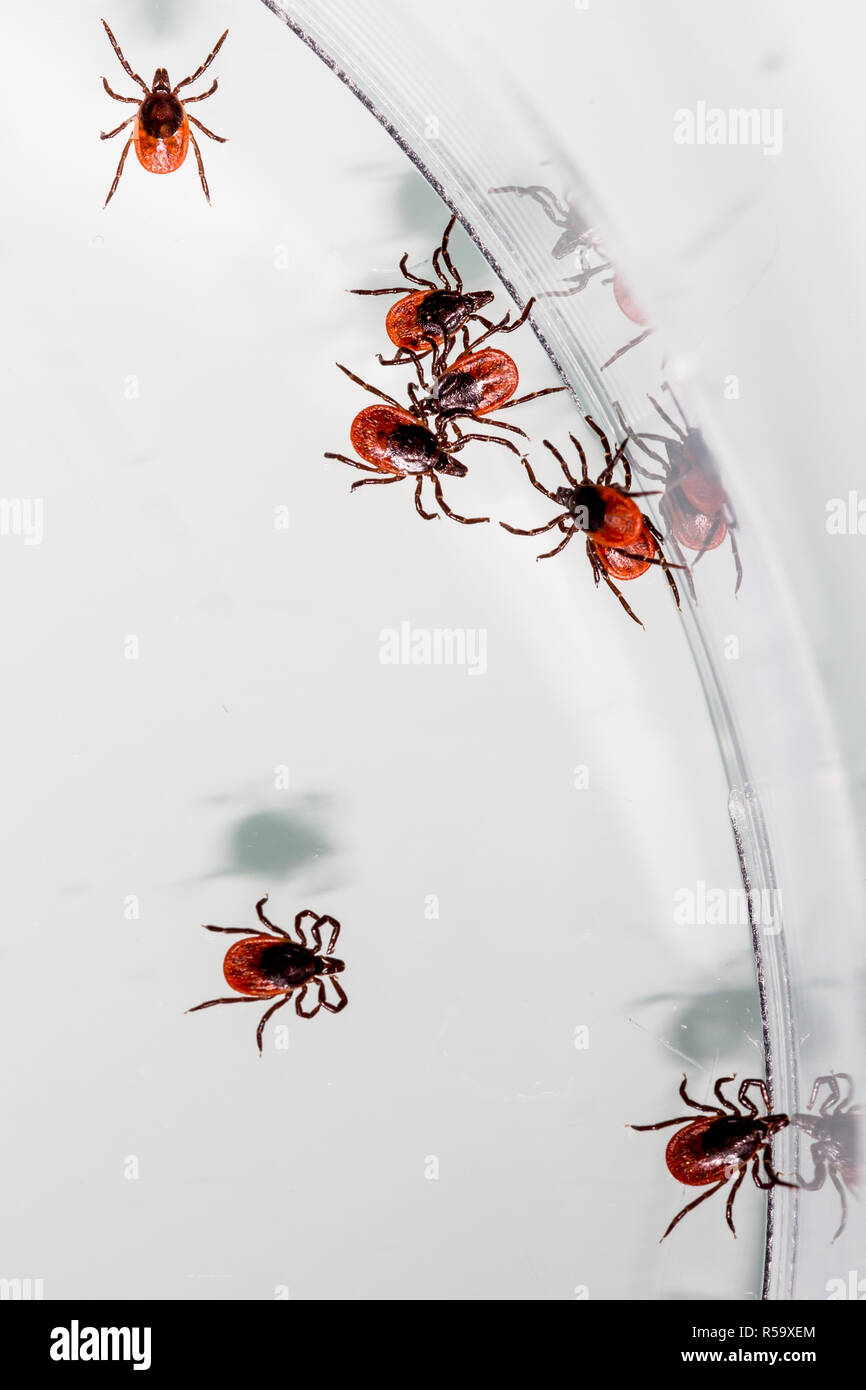 Study and analysis of ticks ( amblyomma variegatum ) by the animal ...