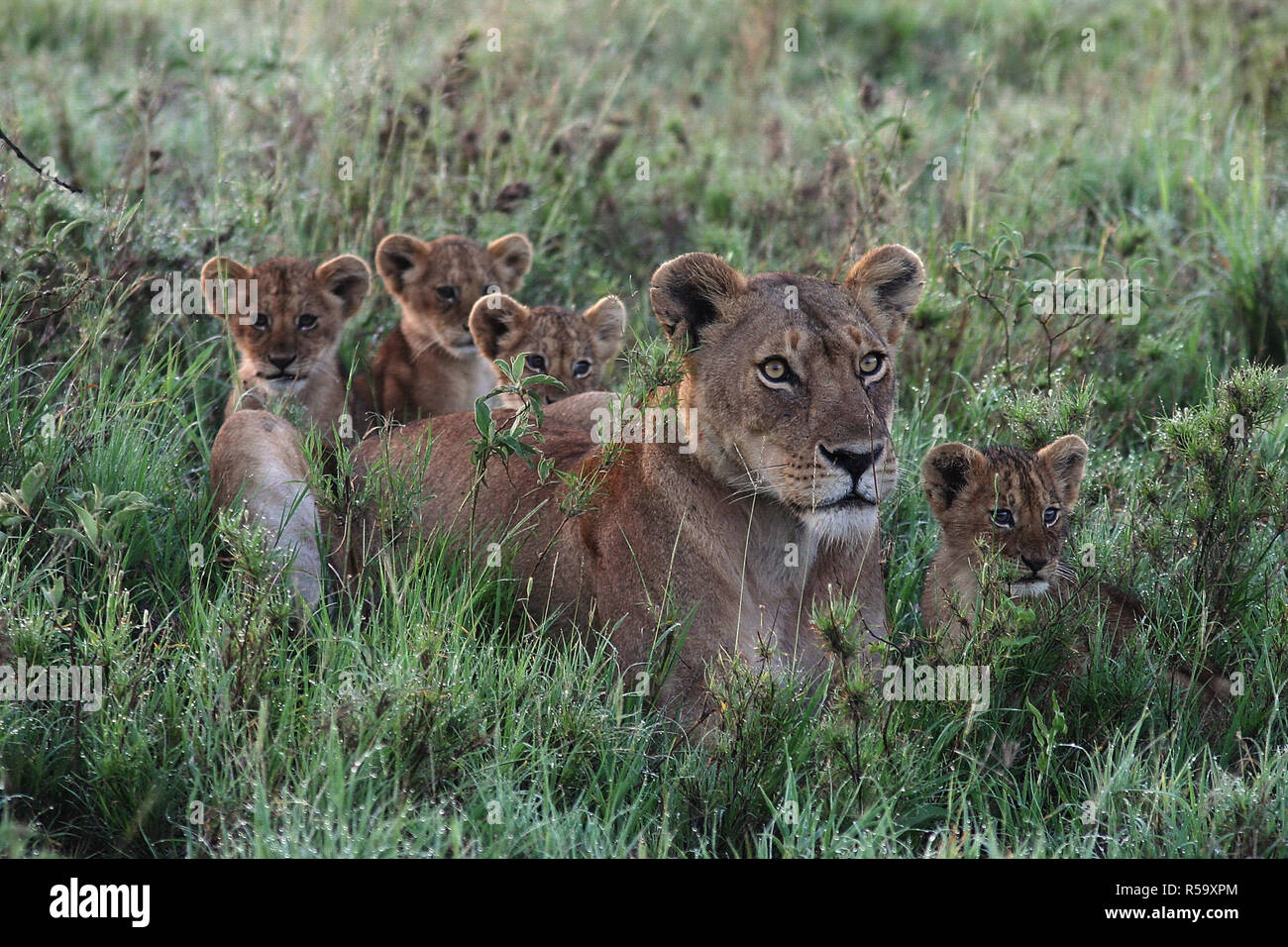 Lion wild dangerous mammal africa savannah Kenya Stock Photo - Alamy