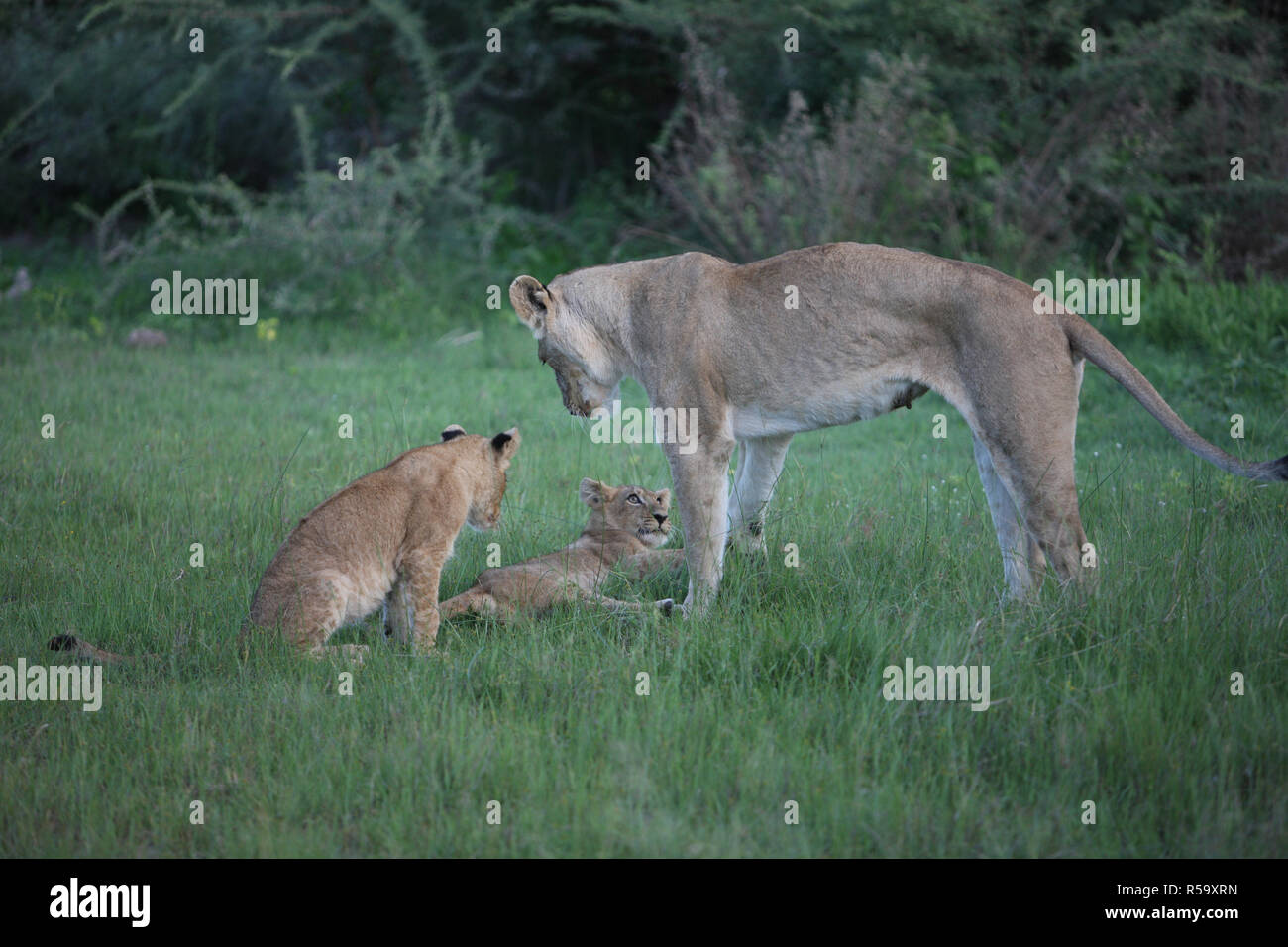 Lion wild dangerous mammal africa savannah Kenya Stock Photo - Alamy