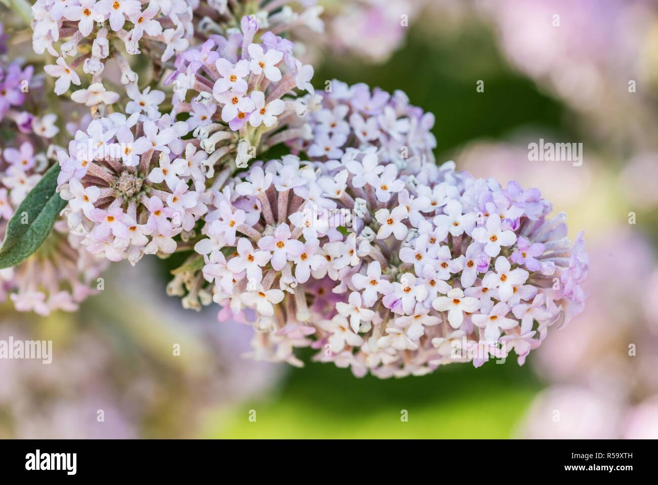Buddleja officinalis hi-res stock photography and images - Alamy