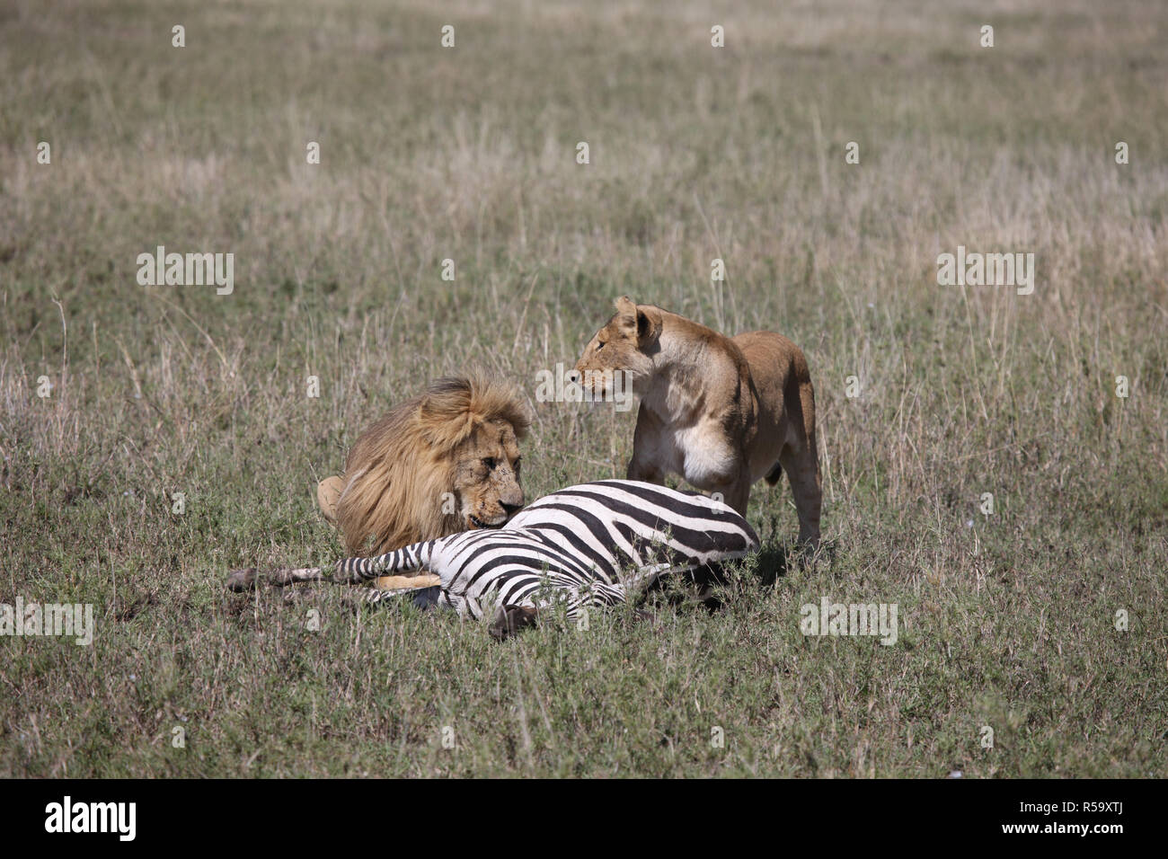 Wild Lion mammal eating zebra africa savannah Kenya Stock Photo - Alamy