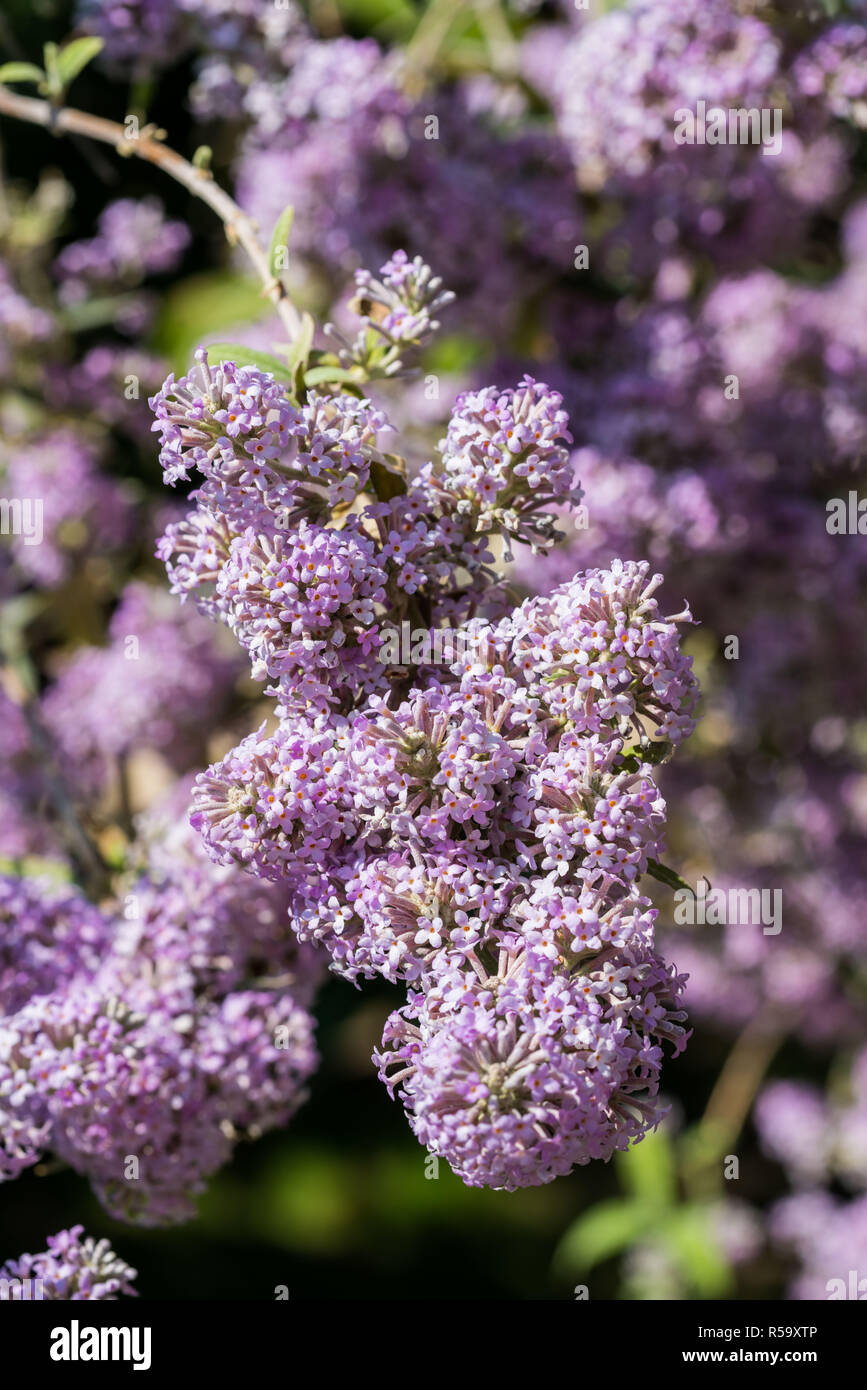 Butterfly tree (Buddleja Officinalis Stock Photo - Alamy