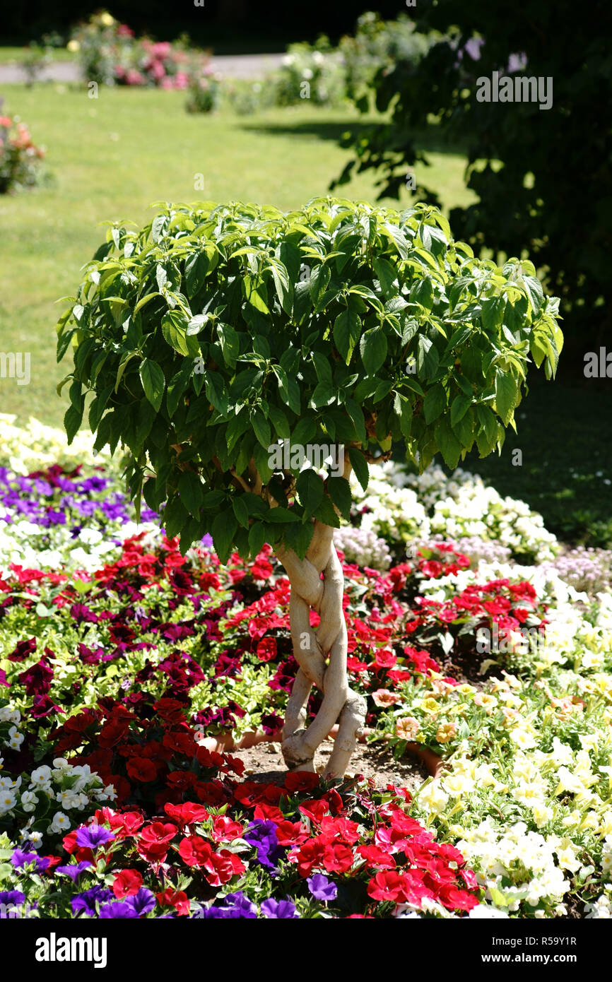 colorful garden bed with ornamental tree Stock Photo - Alamy